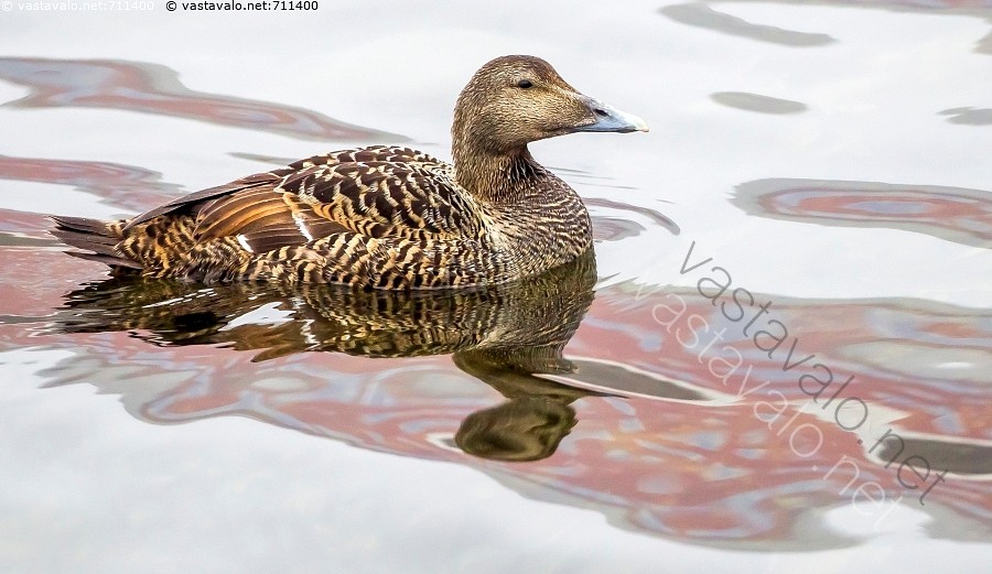 Kuva: Haahka - haahka haahkat Somateria mollissima lintu naaras silmä ...