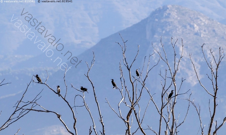 Kuva: Merimetsot - merimetso merimetsot Phalacrocorax carbo lintu ...