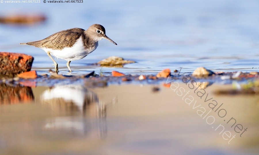Kuva: Rantasipi - Actitis hypoleucos rantasipi lintu rantalinnut ...