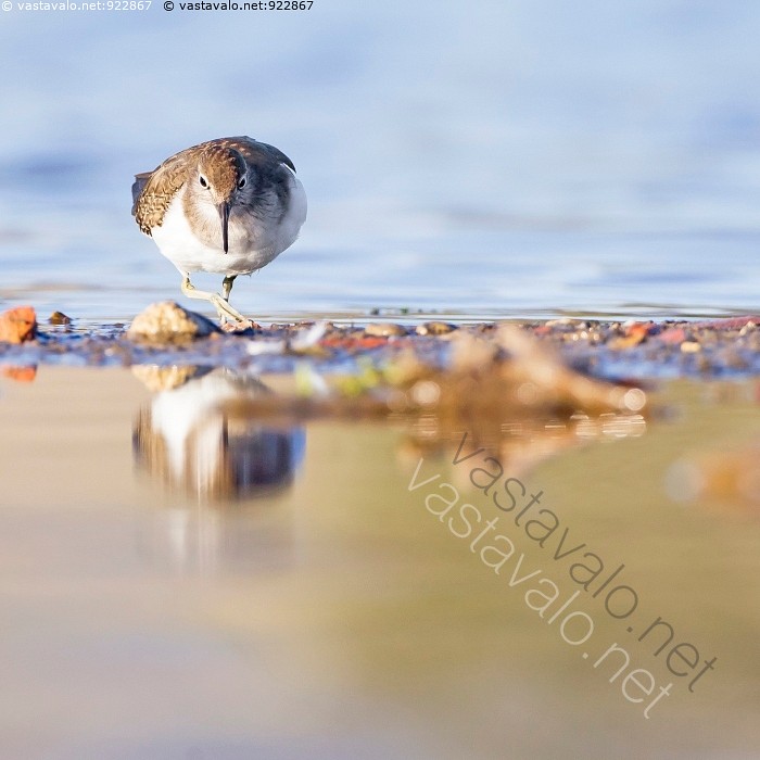 Kuva: Rantasipi - Actitis hypoleucos rantasipi lintu rantalinnut ...