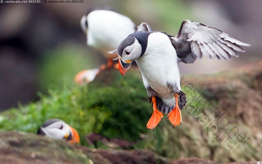 Kuva: Lunnit - lunni lunnit Fratercula arctica lintu linnut rantalinnut ...