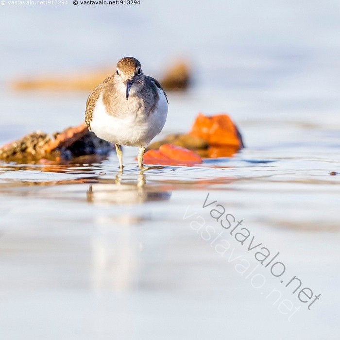 Kuva: Rantasipi - Actitis hypoleucos rantasipi lintu nokka höyhen ...