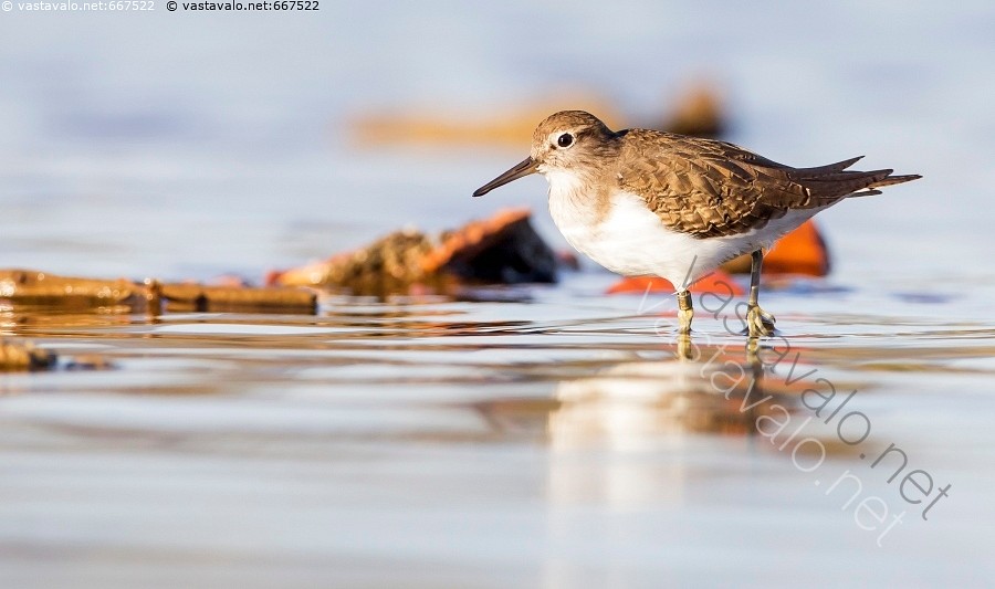 Kuva: Rantasipi - Actitis hypoleucos rantasipi lintu rantalinnut ...