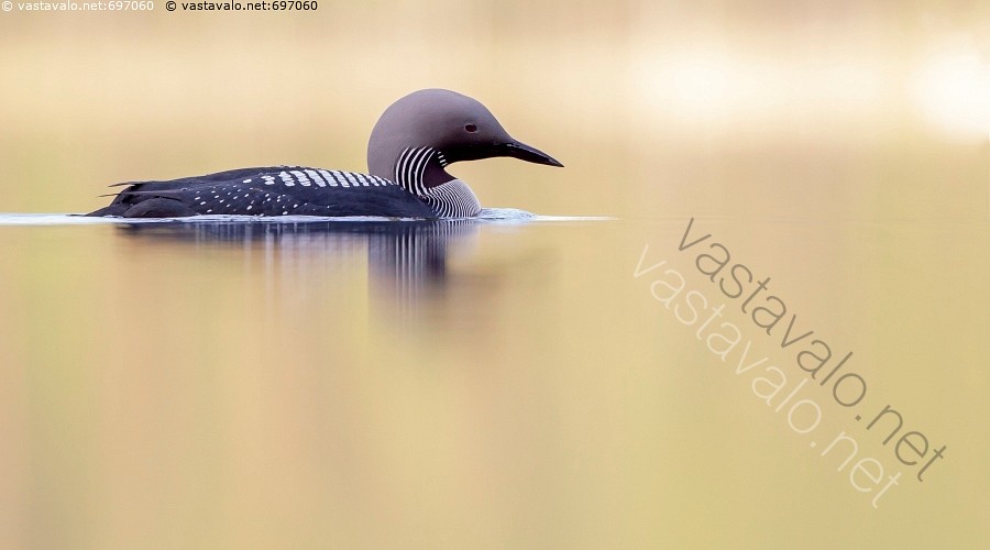 Kuva: Kuikka - kuikka Gavia arctica lintu uida vesi höyhen höyhenet ...