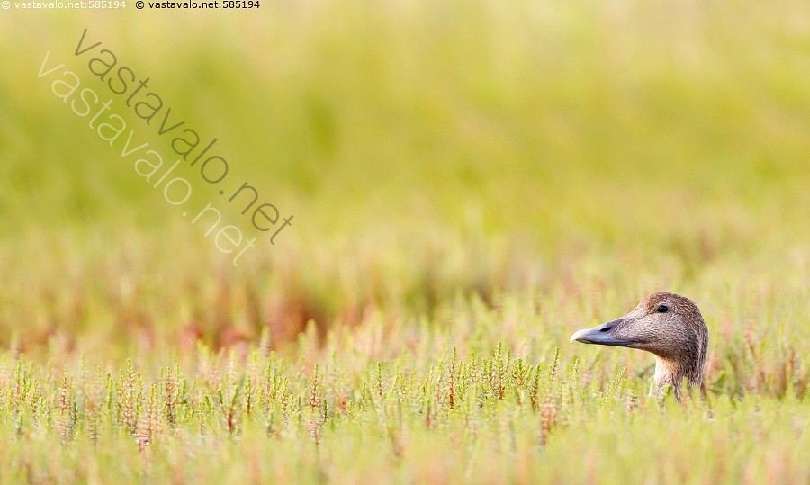 Kuva: Haahka - haahka Somateria mollissima lintu linnut sorsalinnut ...