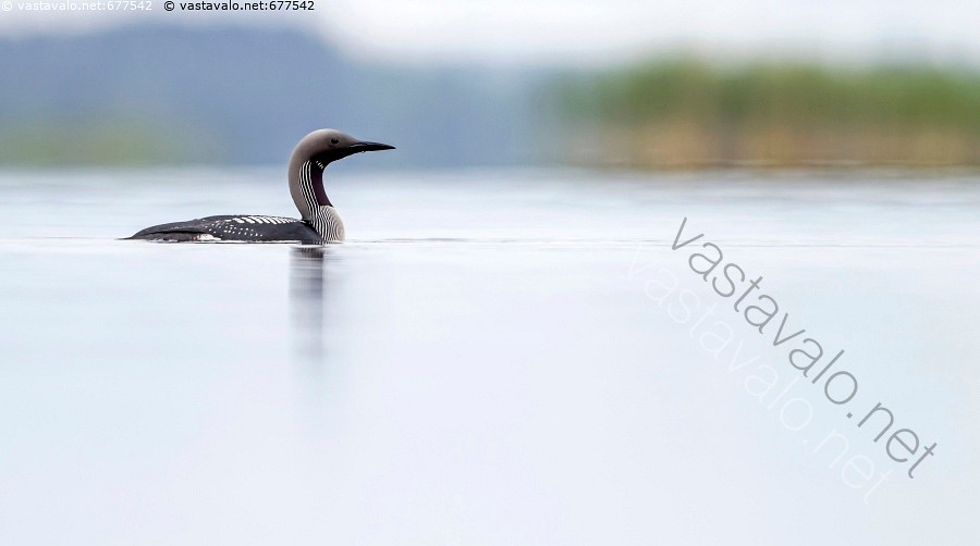 Kuva: Kuikka - kuikka Gavia arctica lintu kuikkalinnut vesi höyhen ...