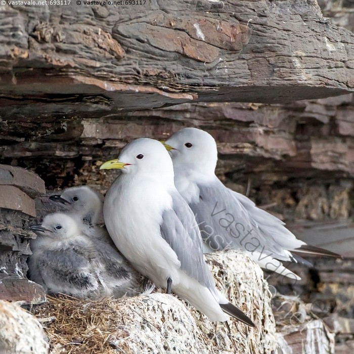 Kuva: Pikkukajavat - pikkukajava Rissa tridactyla lintu linnut lokki ...
