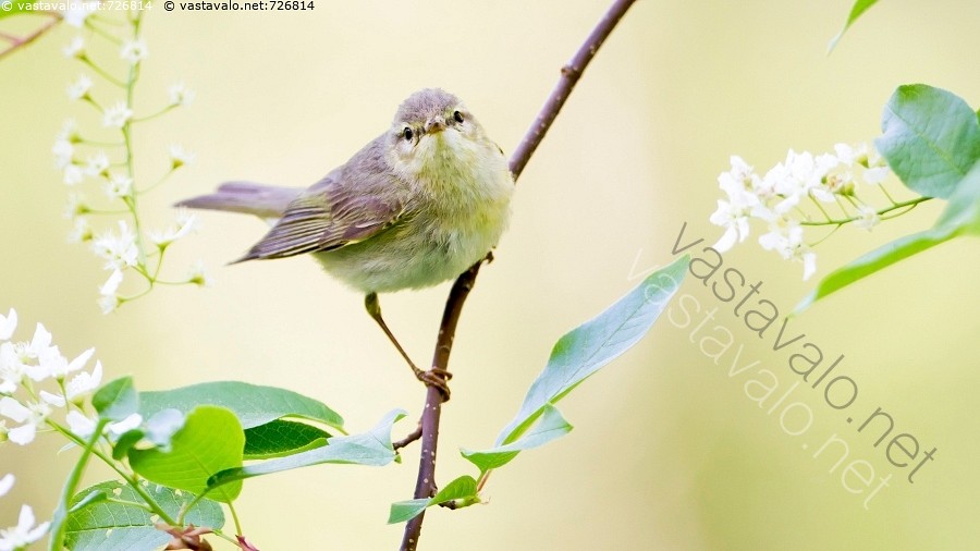 Kuva: Pajulintu - pajulintu Phylloscopus trochilus lintu muuttolintu ...