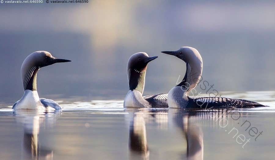 Kuva: Kuikat - kuikka kuikat Gavia arctica lintu linnut kuikkalinnut ...