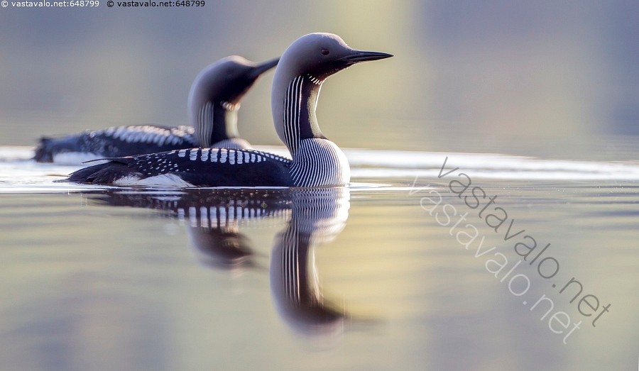 Kuva: Kuikat - kuikka kuikat Gavia arctica kuikkalinnut lintu linnut ...