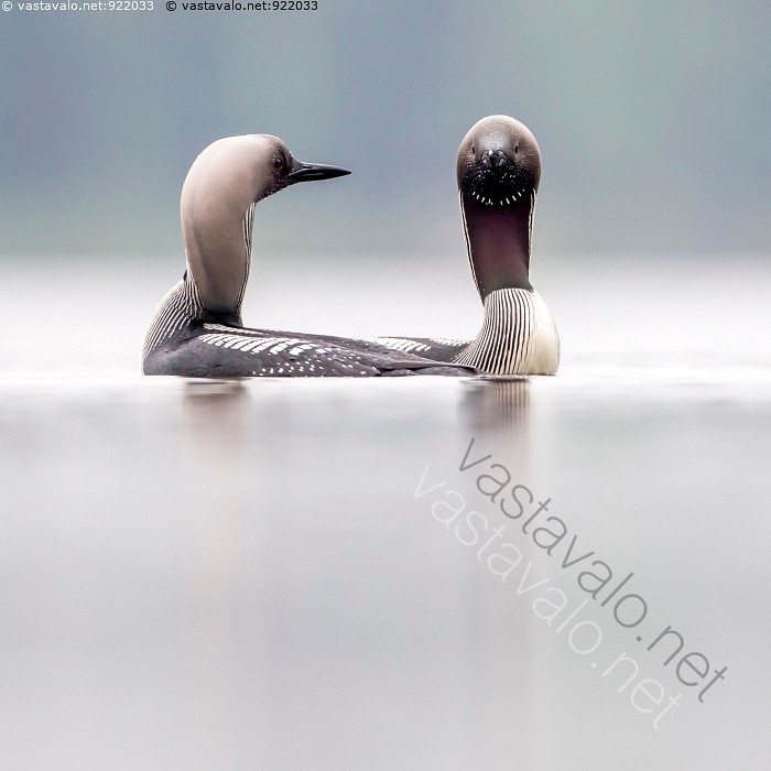 Kuva: Kuikat - kuikka kuikat Gavia arctica lintu linnut uida vesi ...