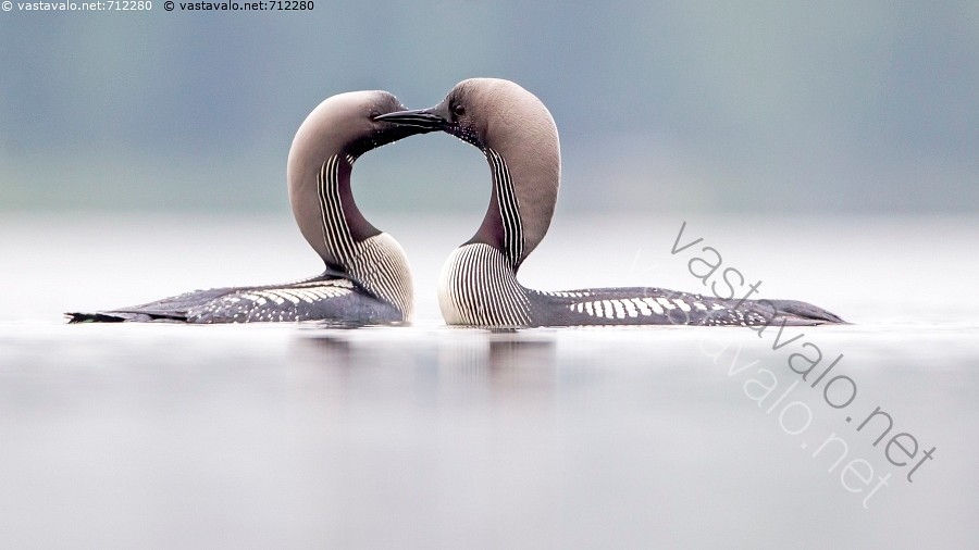 Kuva: Kuikat - kuikka kuikat Gavia arctica kuikkalinnut lintu linnut ...