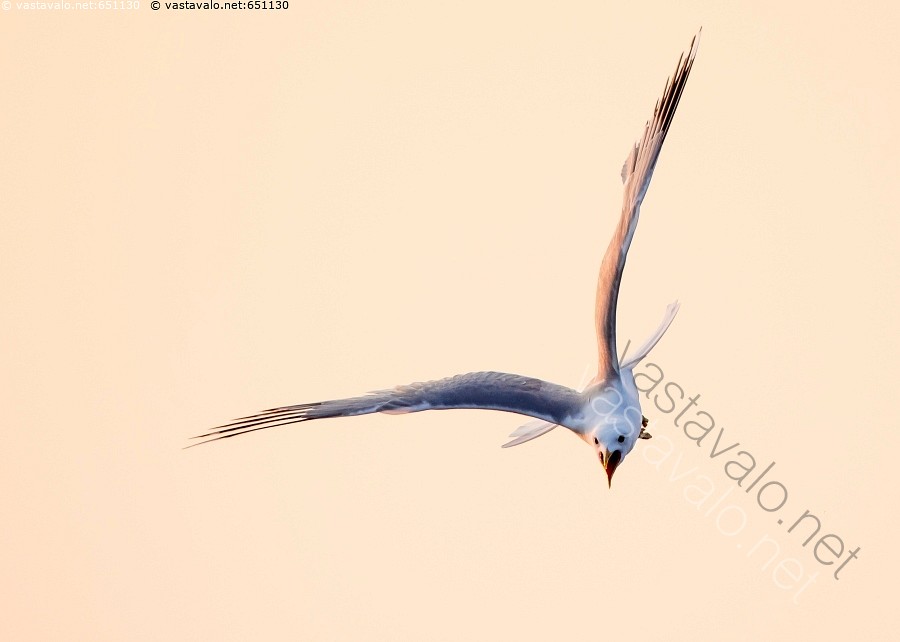 Kuva: Kalalokki - kalalokki Larus canus lintu rantalinnut lokki lentää ...