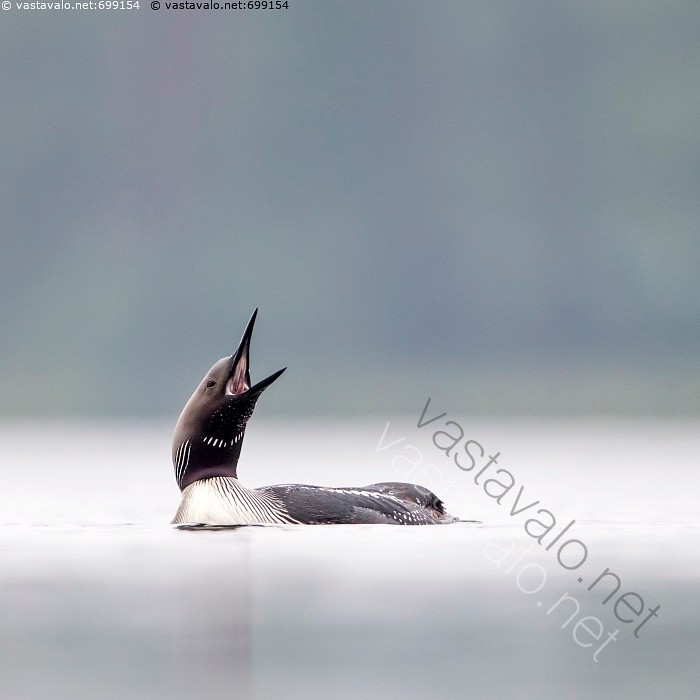 Kuva: Kuikka - kuikka Gavia arctica lintu uida vesi höyhen höyhenet ...