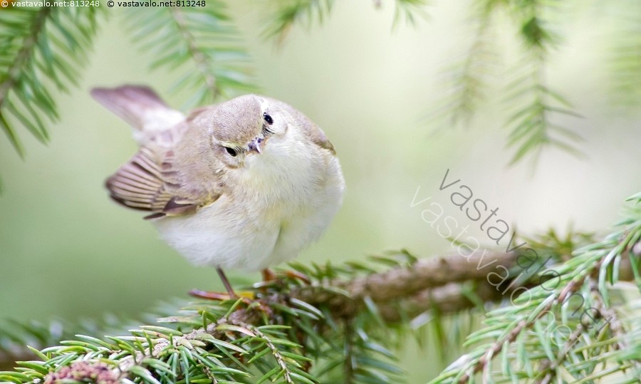 Kuva: Pajulintu - pajulintu Phylloscopus trochilus lintu muuttolintu ...