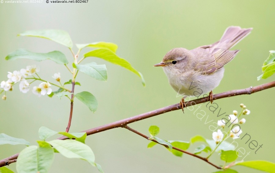 Kuva: Pajulintu - pajulintu Phylloscopus trochilus lintu muuttolintu ...