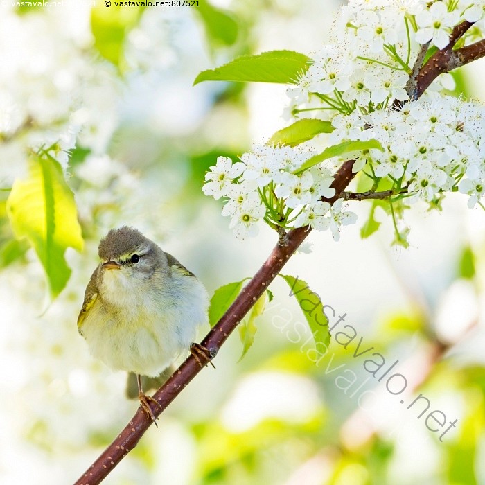 Kuva: Pajulintu - pajulintu Phylloscopus trochilus lintu kukka kukat ...