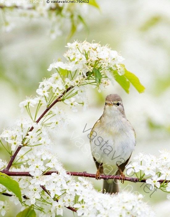 Kuva: Pajulintu - pajulintu Phylloscopus trochilus lintu kukka kukat ...