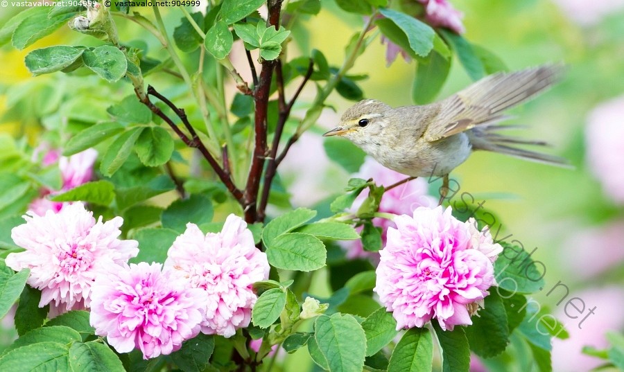 Kuva: Pajulintu - pajulintu Phylloscopus trochilus kukka kukat lintu ...