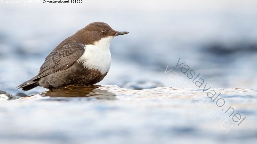 Kuva: Koskikara - koskikara Cinclus lintu nokka rintalaikku höyhen höyhenet - Kuvapankki ...
