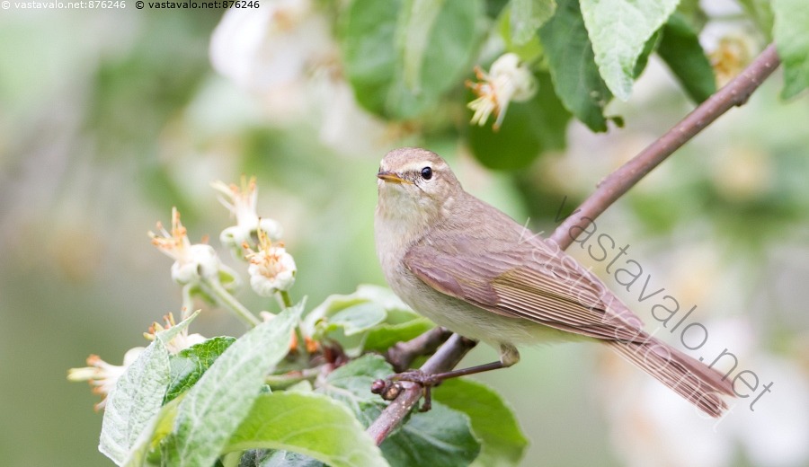Kuva: Tiltaltti - tiltaltti Phylloscopus collybita lintu muuttolintu ...