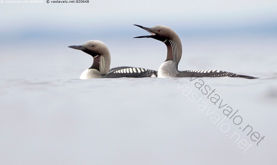 Kuva: Kuikat - kuikka kuikat Gavia arctica lintu vesi höyhen höyhenet ...