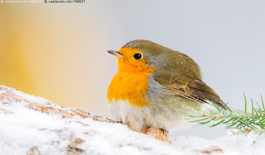Kuva: Punarinta - punarinta Erithacus rubecula pikkulintu höyhen ...