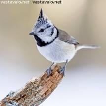 Kuva: Töyhtötiainen - töyhtötiainen Lophophanes cristatus lintu tiaiset ...