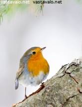 Kuva: Punarinta - Punarinta Erithacus rubecula muuttolintu lintu linnut ...