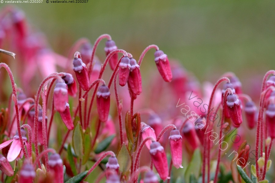 Kuva: Karpalon nuput - isokarpalo karpalo karpalon nuppu nuput kasvi ...