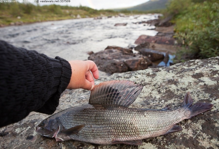Kuva: Saaliskala harjus - Thymallus thymallus arvokala harjus harrastus ...