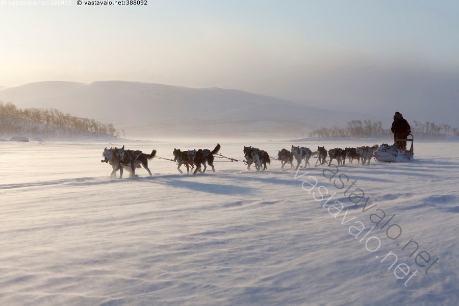 Kuva: Koiravaljakko Kilpisjärven jäällä - aurinko Lappi talvi pakkanen ...