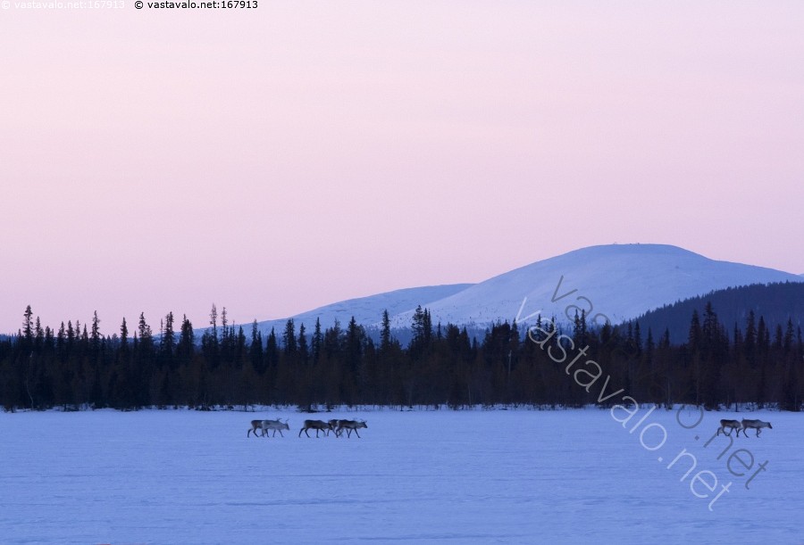 Kuva: Porot Jerisjärven jäällä, Pallastunturit taustalla - poro porot Lappi suomi auringonlasku ...