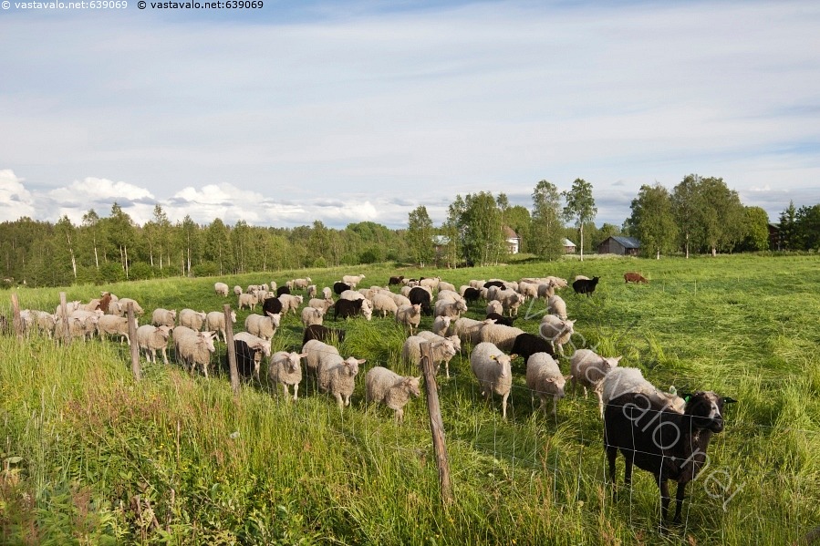 Kuva: Lammaslauma laitumella - lammas tuotantoeläin mustalammas musta ...