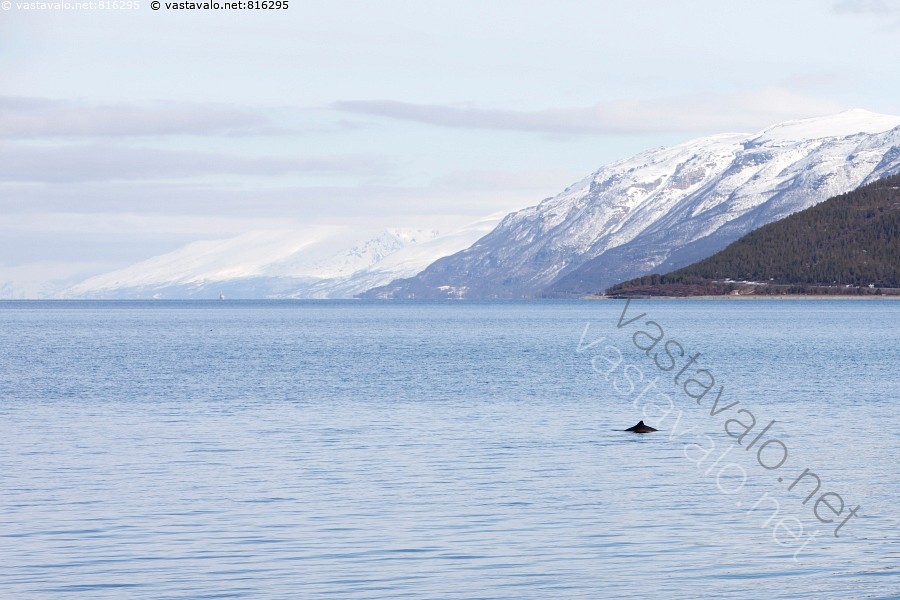 Kuva: Pyöriäinen Norjanmerellä - pyöriäinen Norjanmeri ranta vesi ...