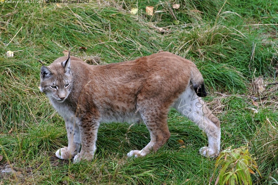Kuva: Ilves - ilves Lynx lynx kissaeläin Ranua Ranuan katsoa ...