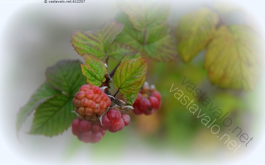 Kuva: Vadelma - Rubus idaeus - vadelma marja punainen puutarha ...