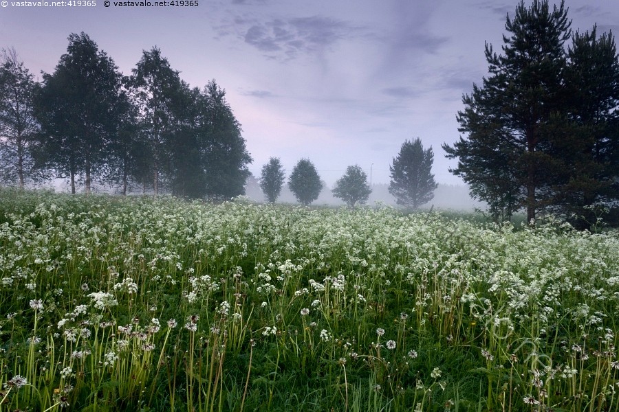 Kuva: Kesäyö niityllä - niitty niityllä sumu sumuinen usva hämärä ...
