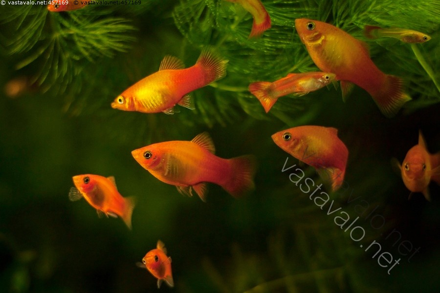 Kuva: Elämää akvaariossa - akvaario kala kalat kaloja akvaariokala ...