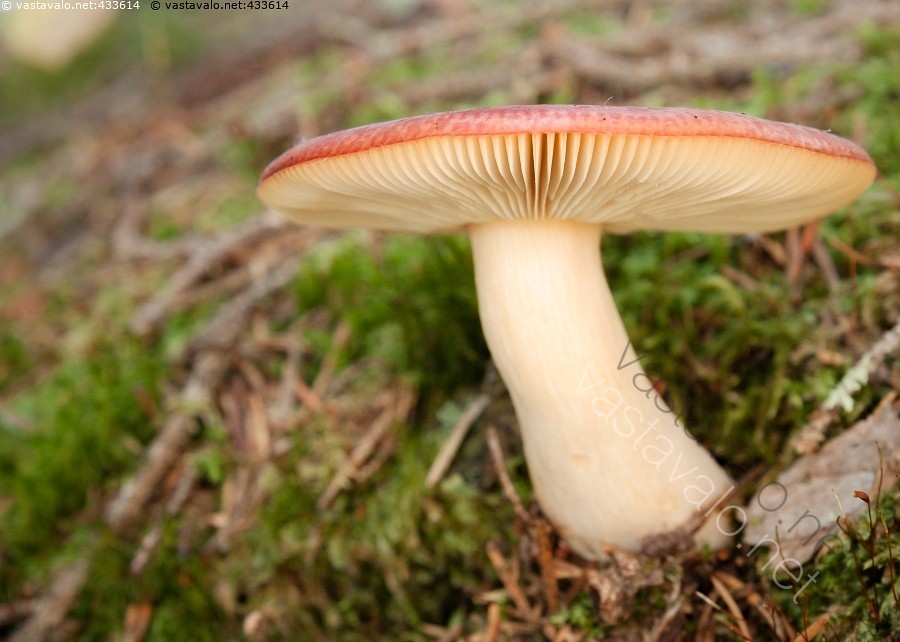 Kuva: Sieni - sieni helttasieni itiöemä hapero Russula luonto heltat ...