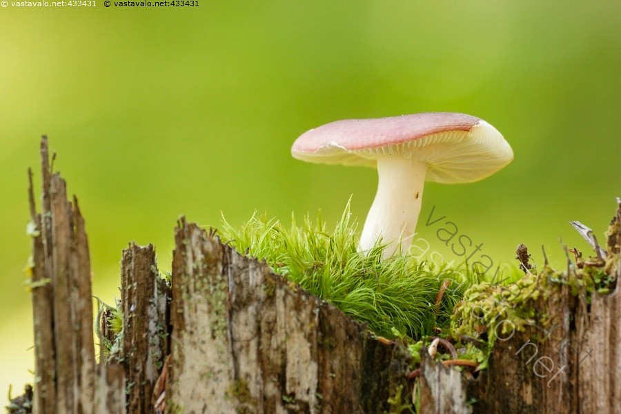 Kuva: Sieni kannolla - sieni itiöemä hapero Russula punainen kanto ...