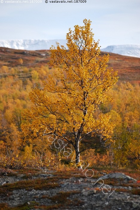 Kuva: Lapin ruskaa - ruska Lappi syksy vuodenajat vuodenaika Norja Ovre ...