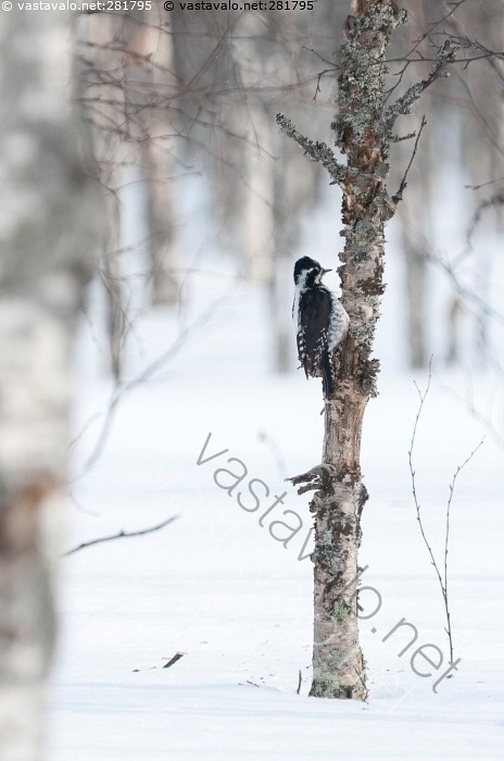 Kuva: Pohjantikka koivikossa - pohjantikka naaras Picoides tridactylus ...