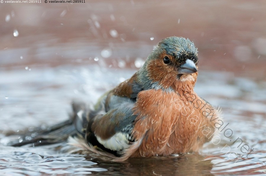 Kuva: Peippo peseytyy - peippo peipponen Fringilla coelebs pesulla ...