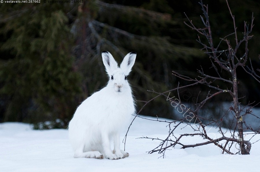 Kuva: Metsäjänis - metsäjänis talvipuku talviturkki jänis pupu ...
