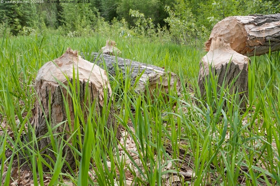 Kuva: Majavan kaatamat puut - majava kanadanmajava syöty syömä puu ...