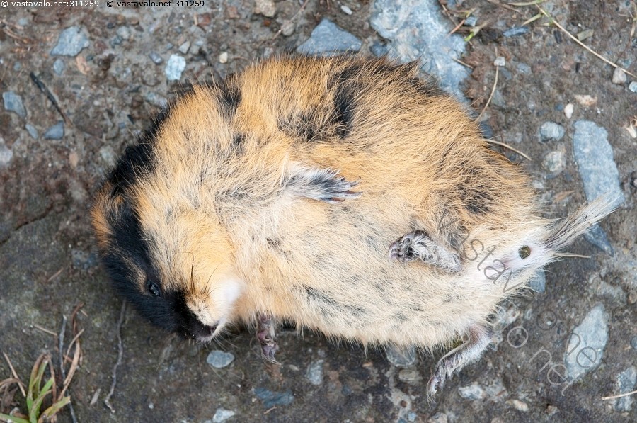 Kuva: Kuollut tunturisopuli - kuollut sopuli tunturisopuli jyrsijä ...