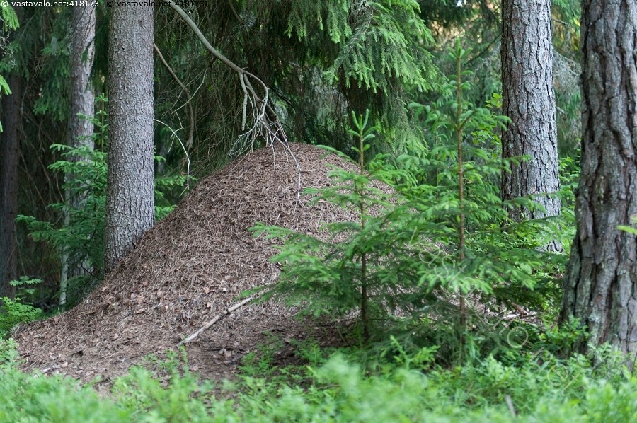 Kuva: Muurahaiskeko - muurahaiskeko muurahaispesä muurahainen pesä keko ...