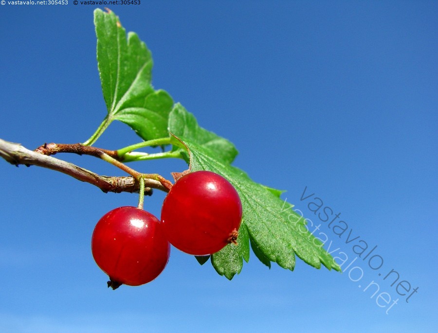 Kuva: Kaksi marjaa - taikinamarja marja marjat kuin kaksi marjaa Ribes ...