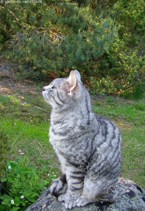 Kuva: Ylväs kissa - kissa kotikissa harmaankirjava harmaaraitainen ...